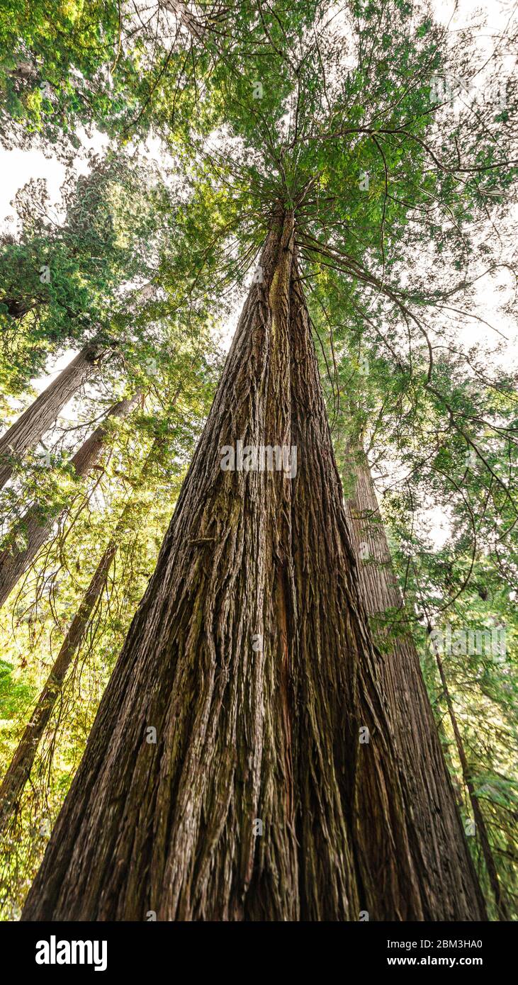 Giant redwood tree in California Stock Photo - Alamy