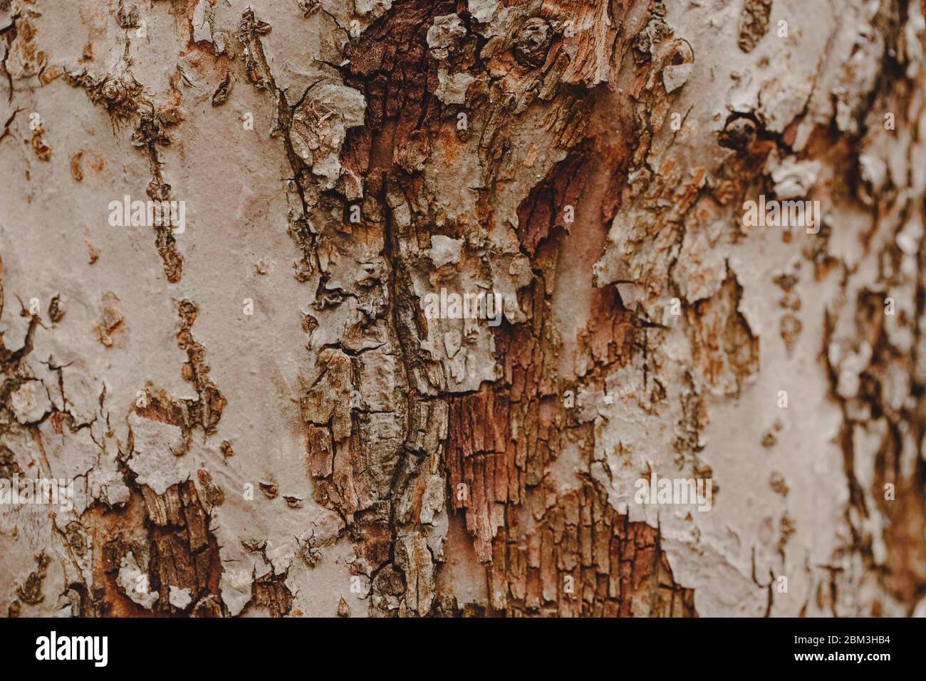 Natural wooden texture background. Closeup macro of old aged tree bark ...