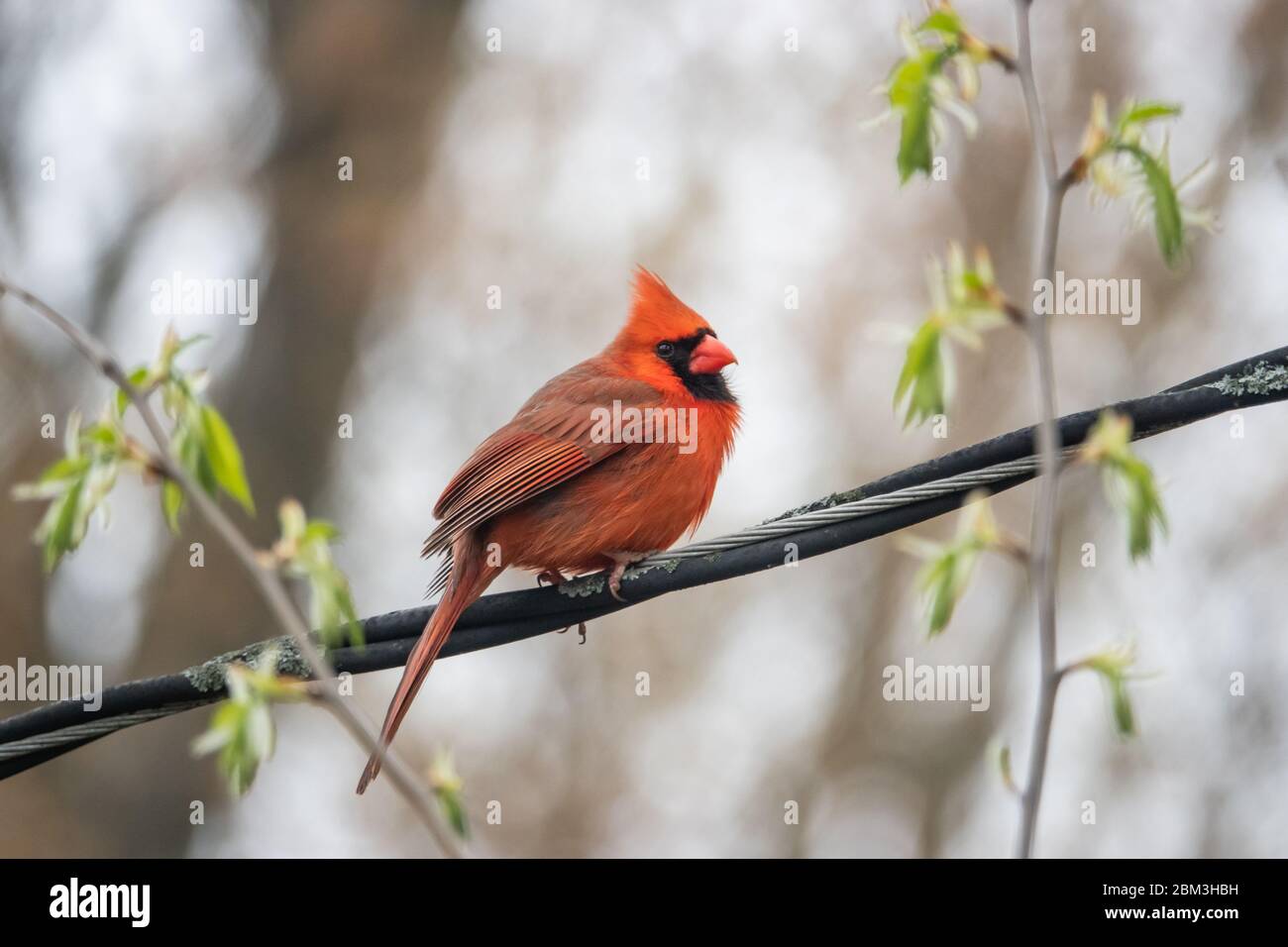 Northern Cardinal Perched on Wire in Springtime Stock Photo - Alamy