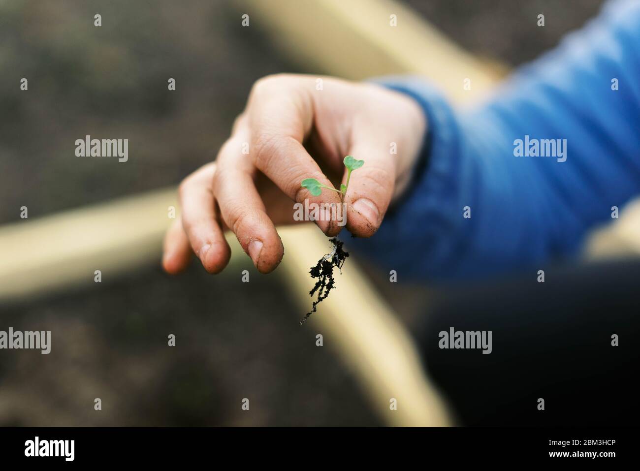 Root vegetables compost hi-res stock photography and images - Alamy