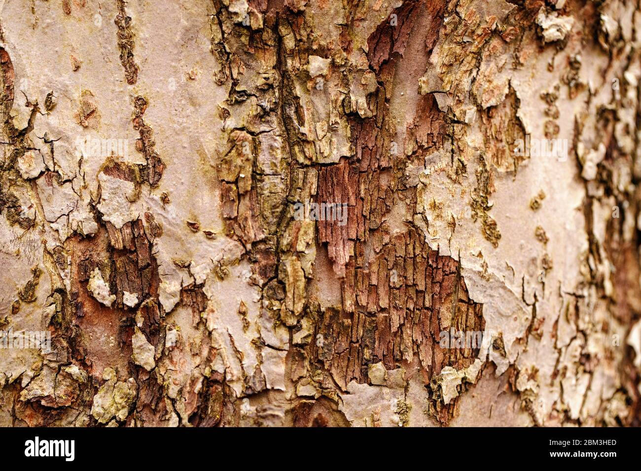 Natural wooden texture background. Closeup macro of old aged tree bark ...