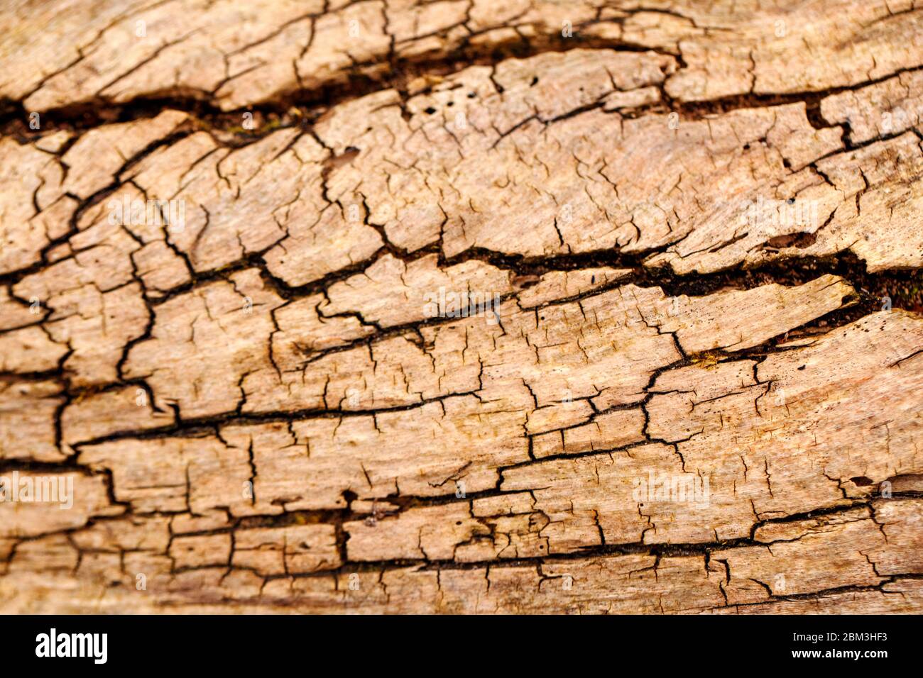 Natural wooden texture background. Closeup macro of old aged tree bark ...