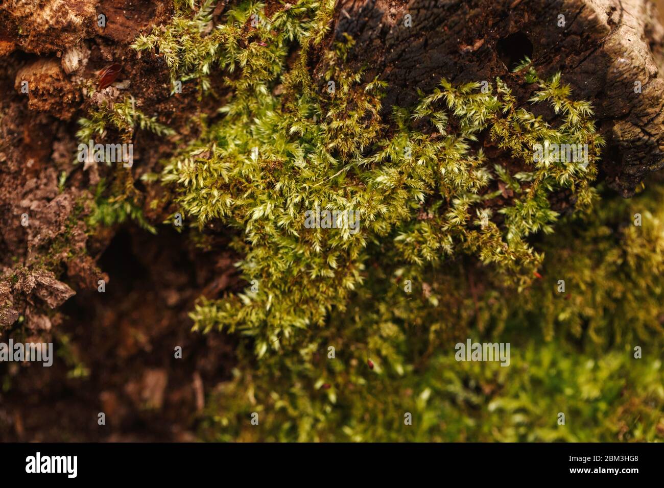 Closeup macro of beautiful green moss on old tree log. World Earth Day ...