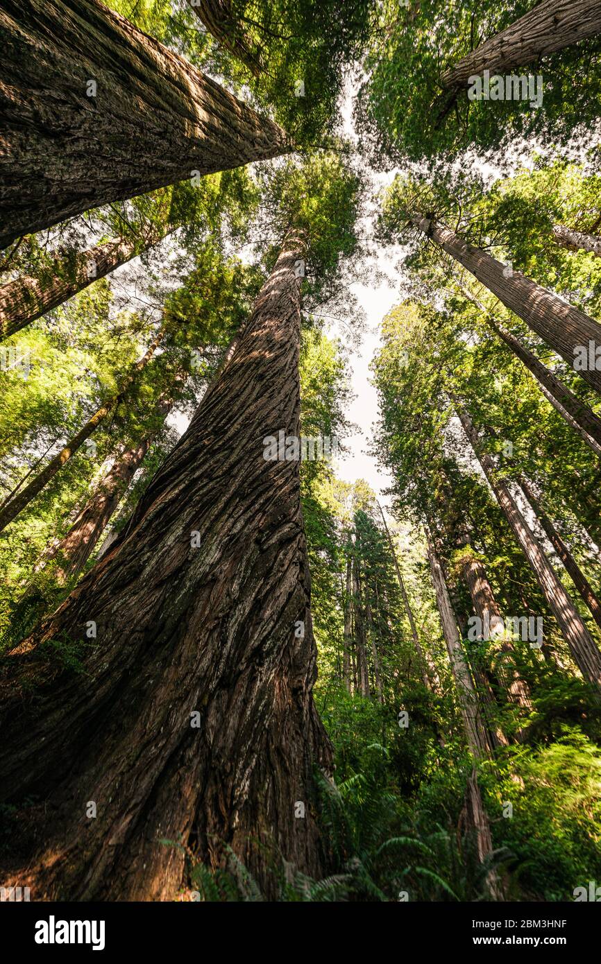 Giant redwood trees in California Stock Photo - Alamy