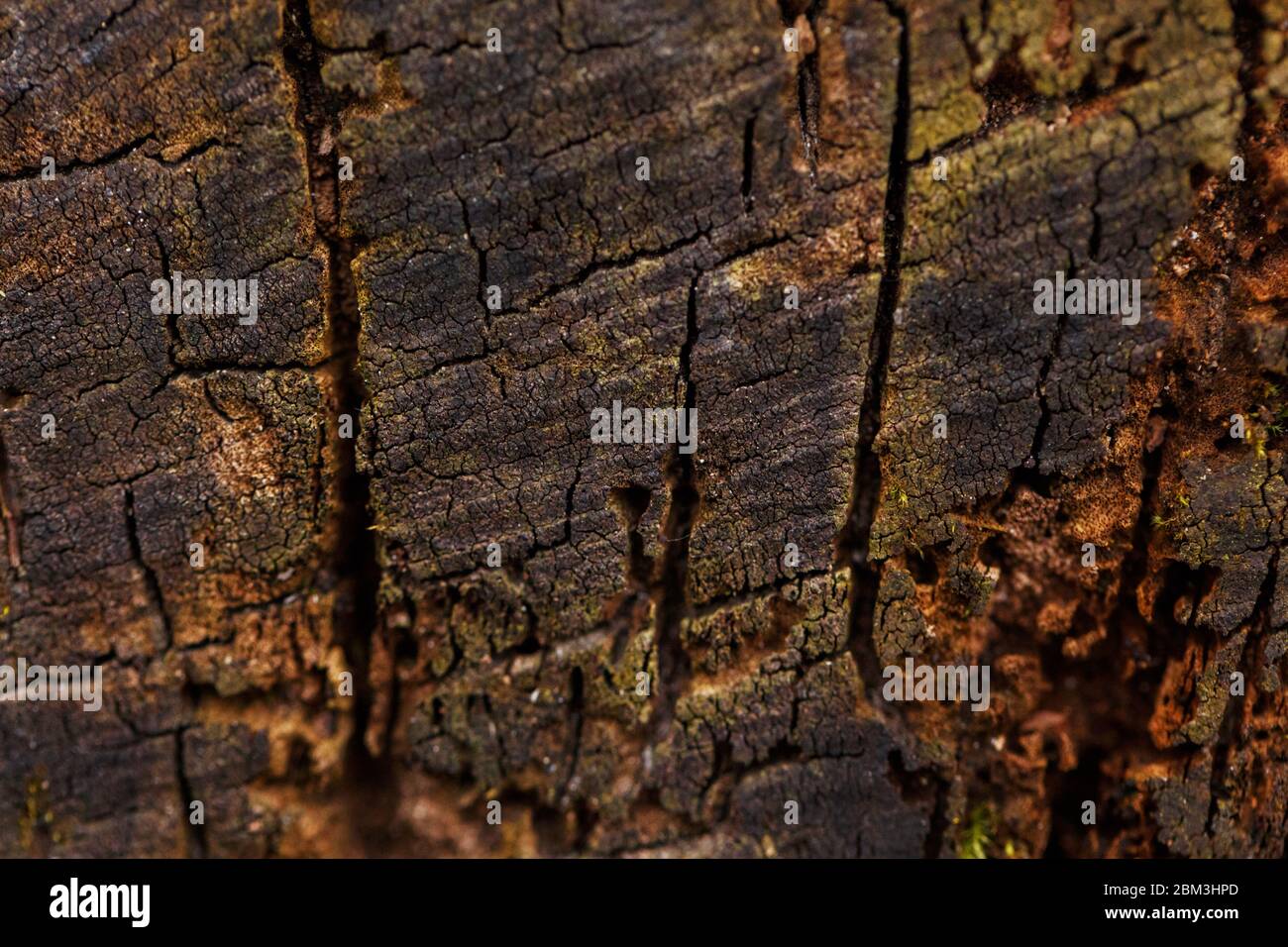 Natural wooden cut off texture background. Closeup macro of old aged ...
