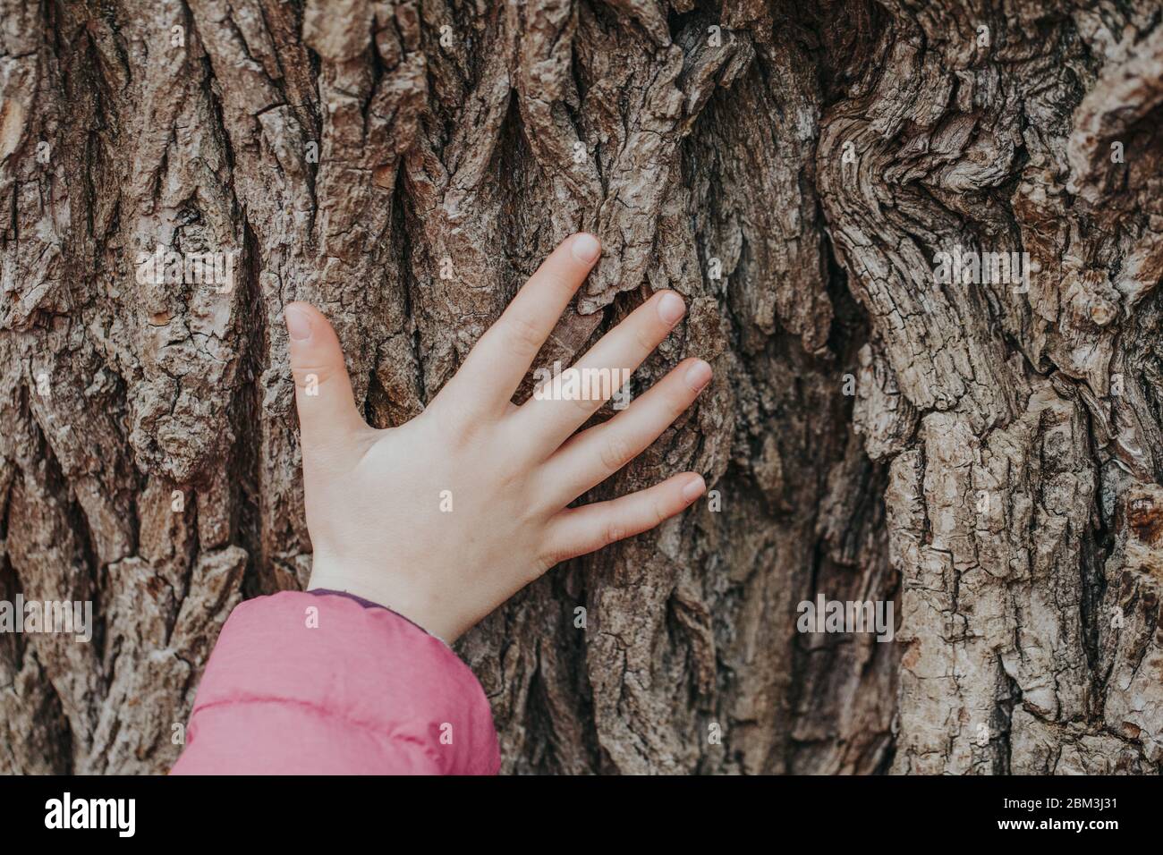 Closeup of child hand touching old tree. World Earth Day. Natural ...