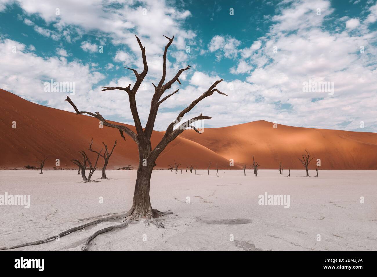 Skeleton tree in deadvlei hi-res stock photography and images - Alamy