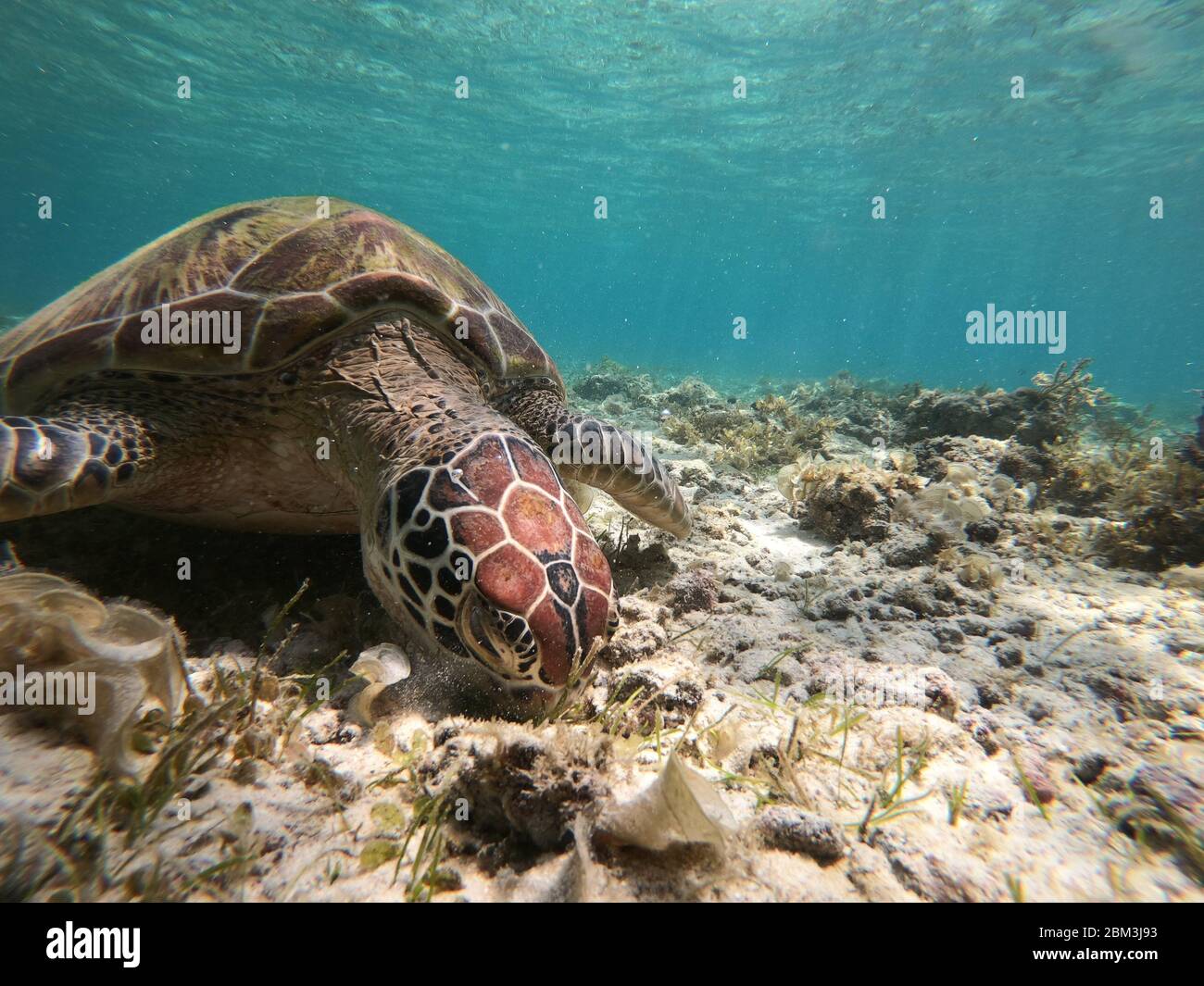 Loggerhead turtle eating hi-res stock photography and images - Alamy