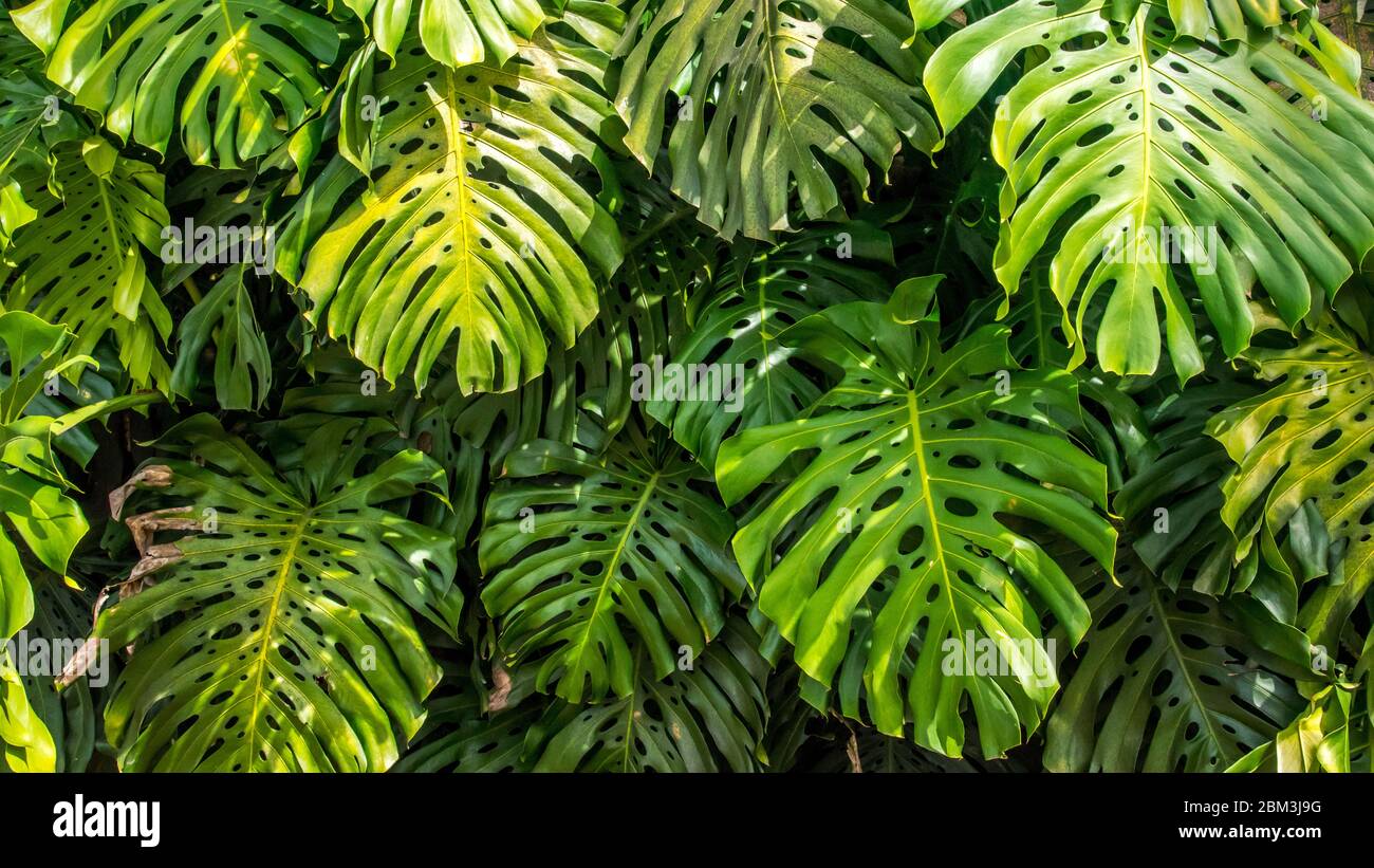 Beautiful huge leaves line the hacienda at Rincon de la Vieja National ...