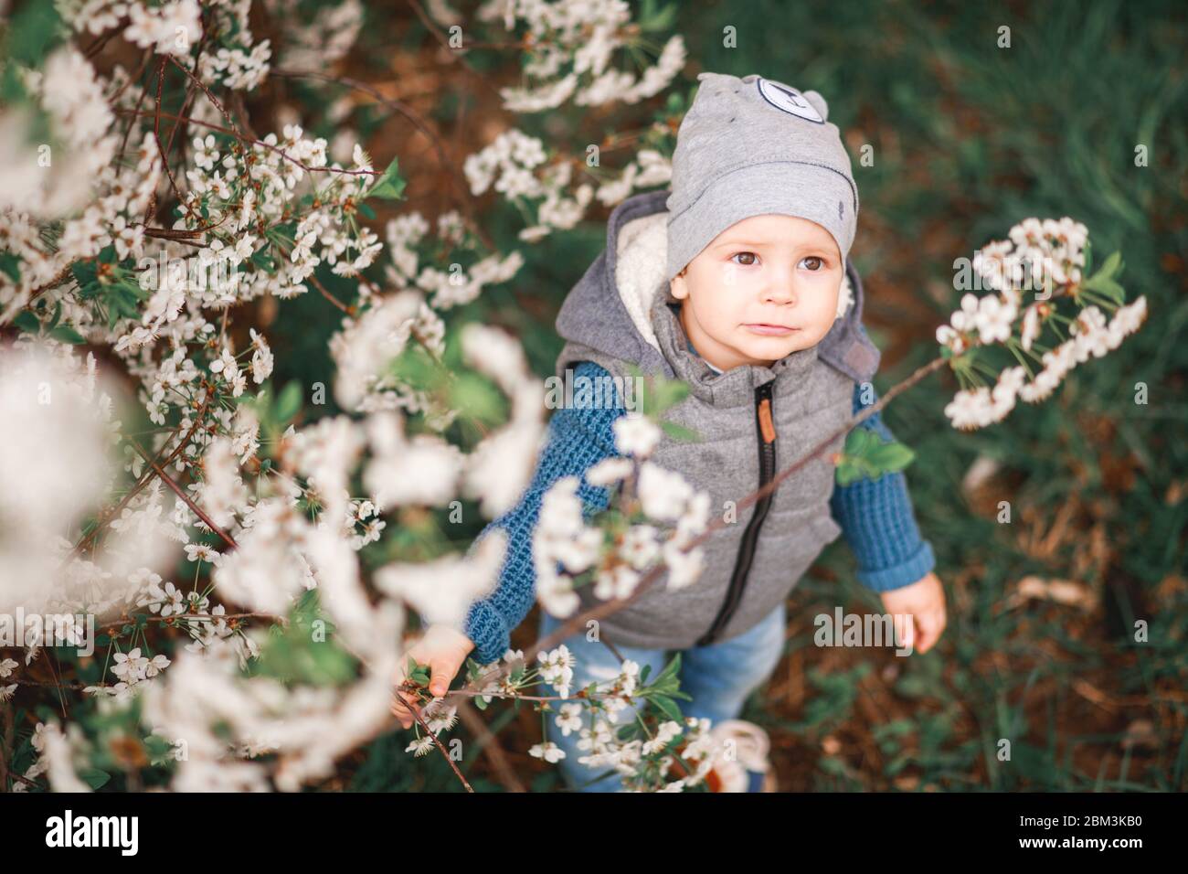 A boy walks in the garden with flowering trees. Spring breath Stock ...