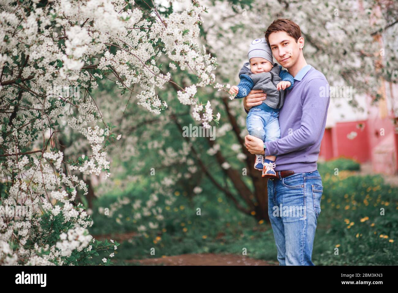 A father and a little boy are having fun near the cherry blossom trees ...