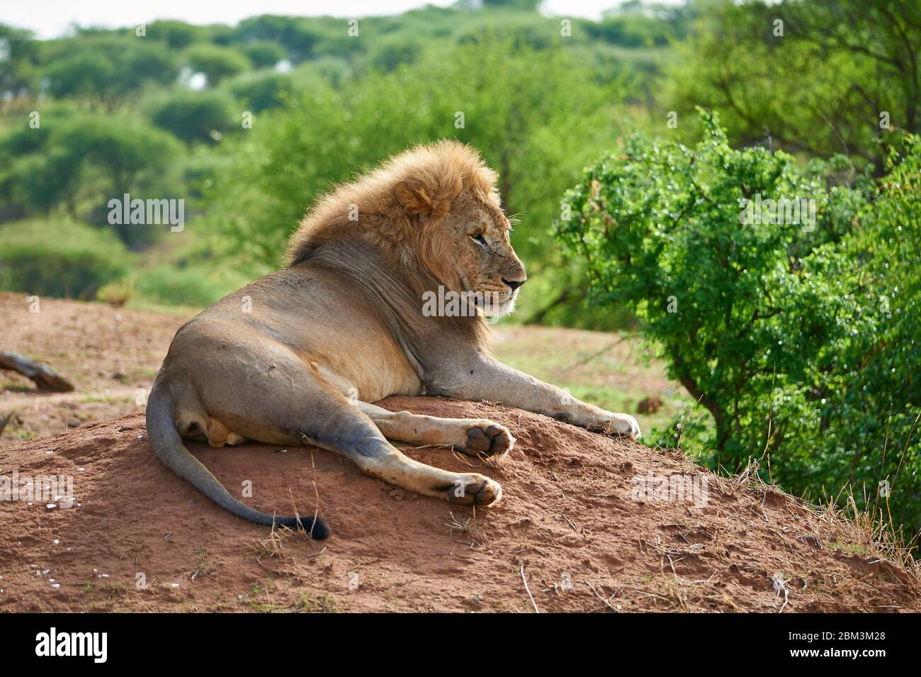 A male lion overlooking its kingdom Stock Photo - Alamy