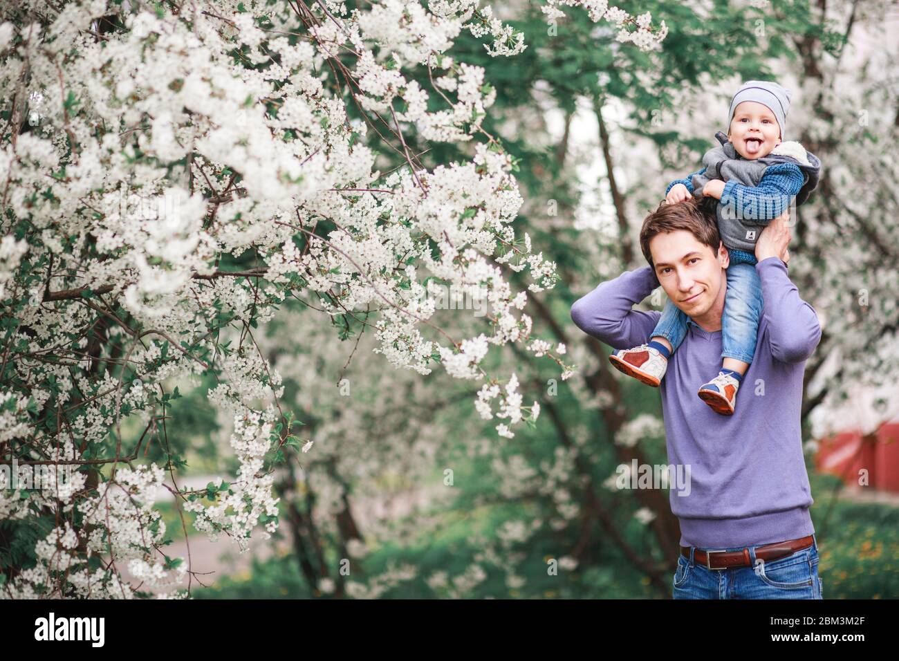 A father and a little boy are having fun near the cherry blossom trees ...