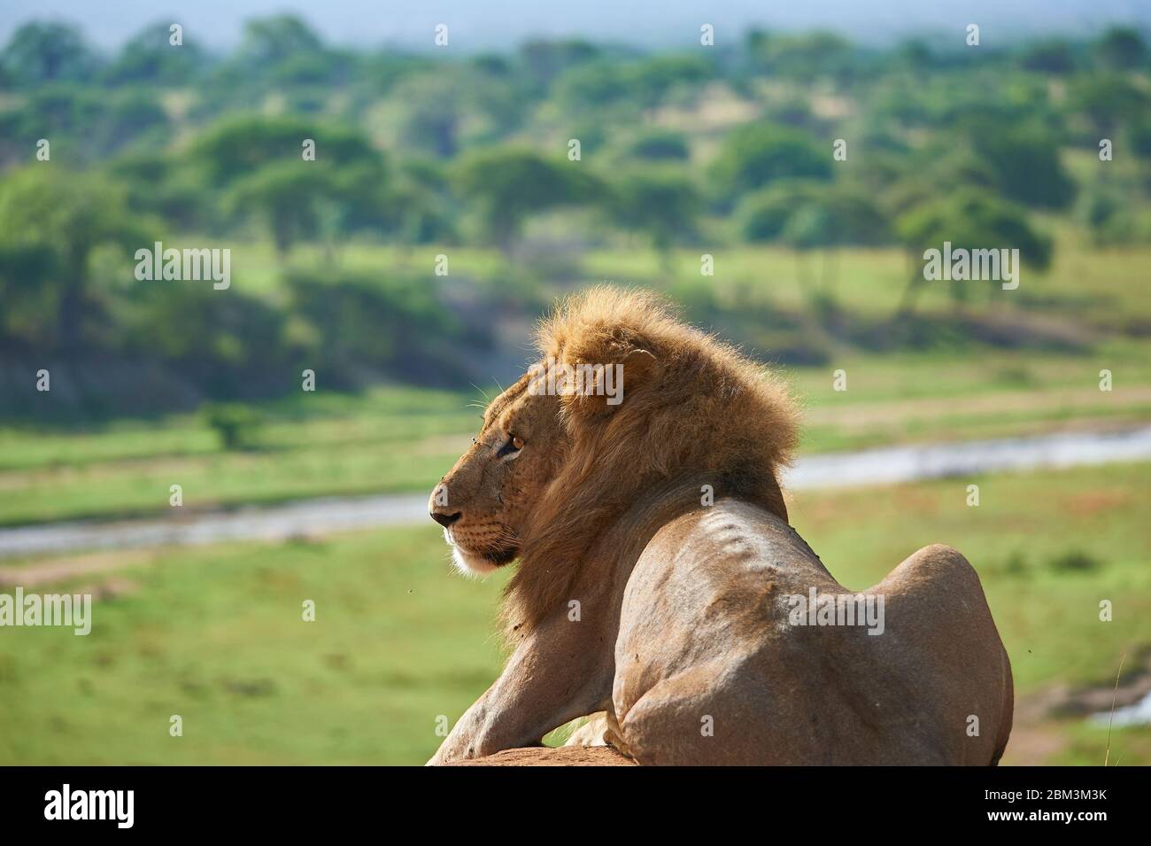 A male lion overlooking its kingdom Stock Photo - Alamy