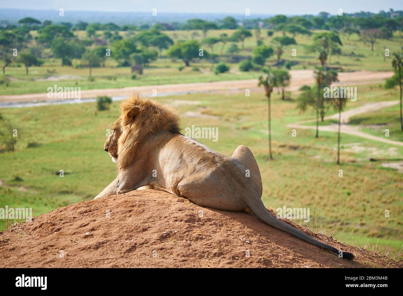 A male lion overlooking its kingdom Stock Photo - Alamy