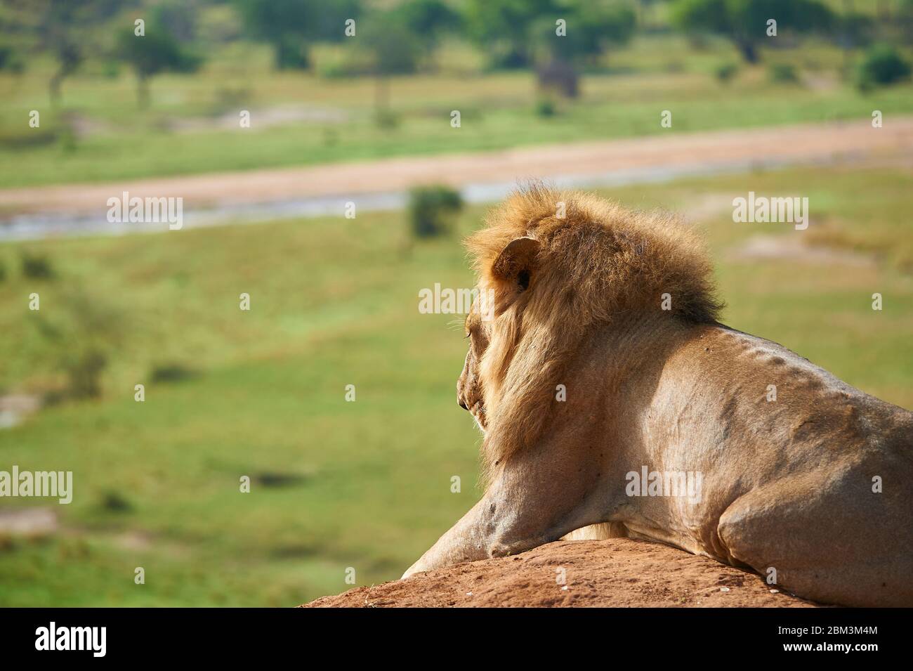 A male lion overlooking its kingdom Stock Photo - Alamy