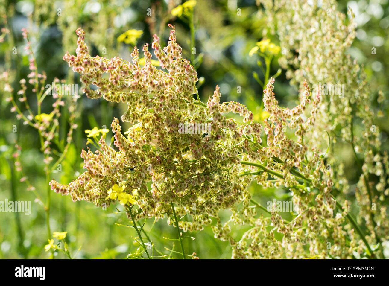 Family polygonaceae hi-res stock photography and images - Alamy