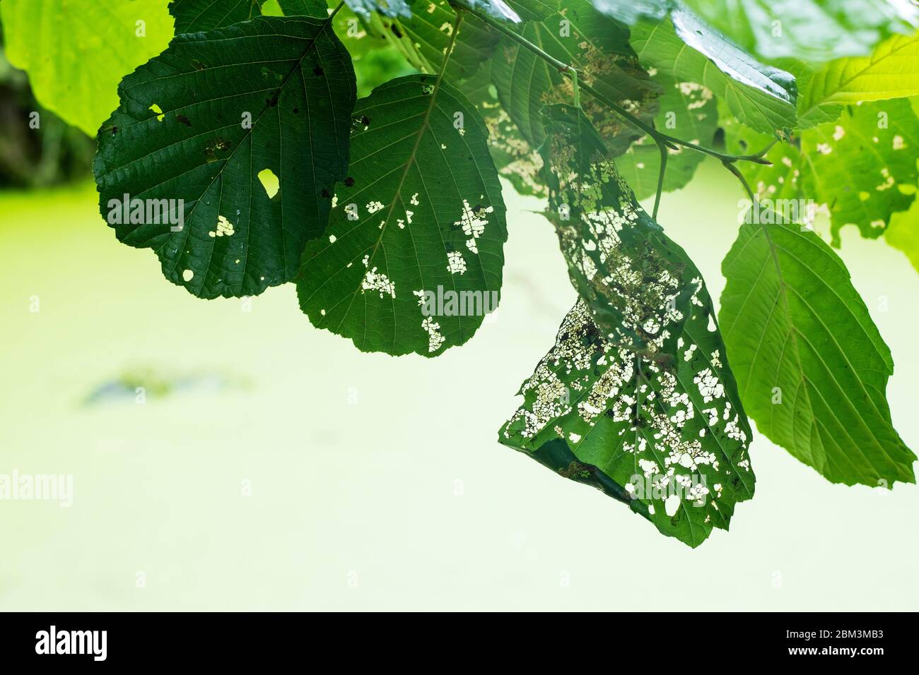 Types of beetles hi-res stock photography and images - Alamy