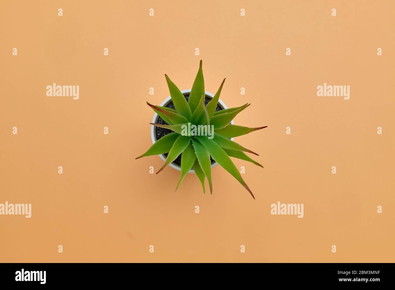 Indoor plant on an orange table. Top view. Close up Stock Photo - Alamy