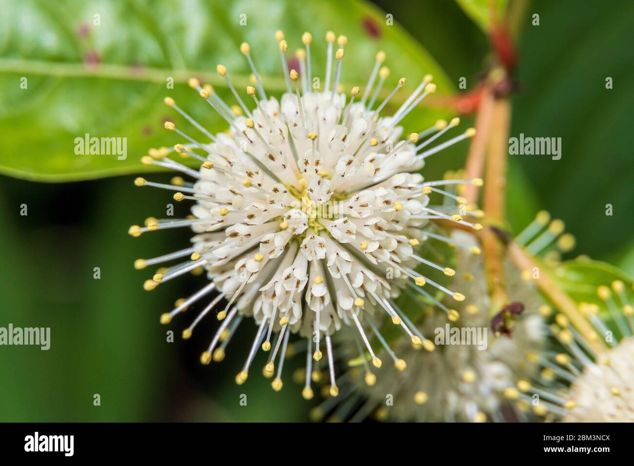 Common buttonbush (Cephalanthus occidentalis) macro - Davie, Florida ...