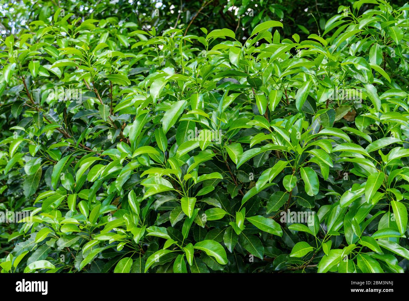 Mastic tree hi-res stock photography and images - Alamy