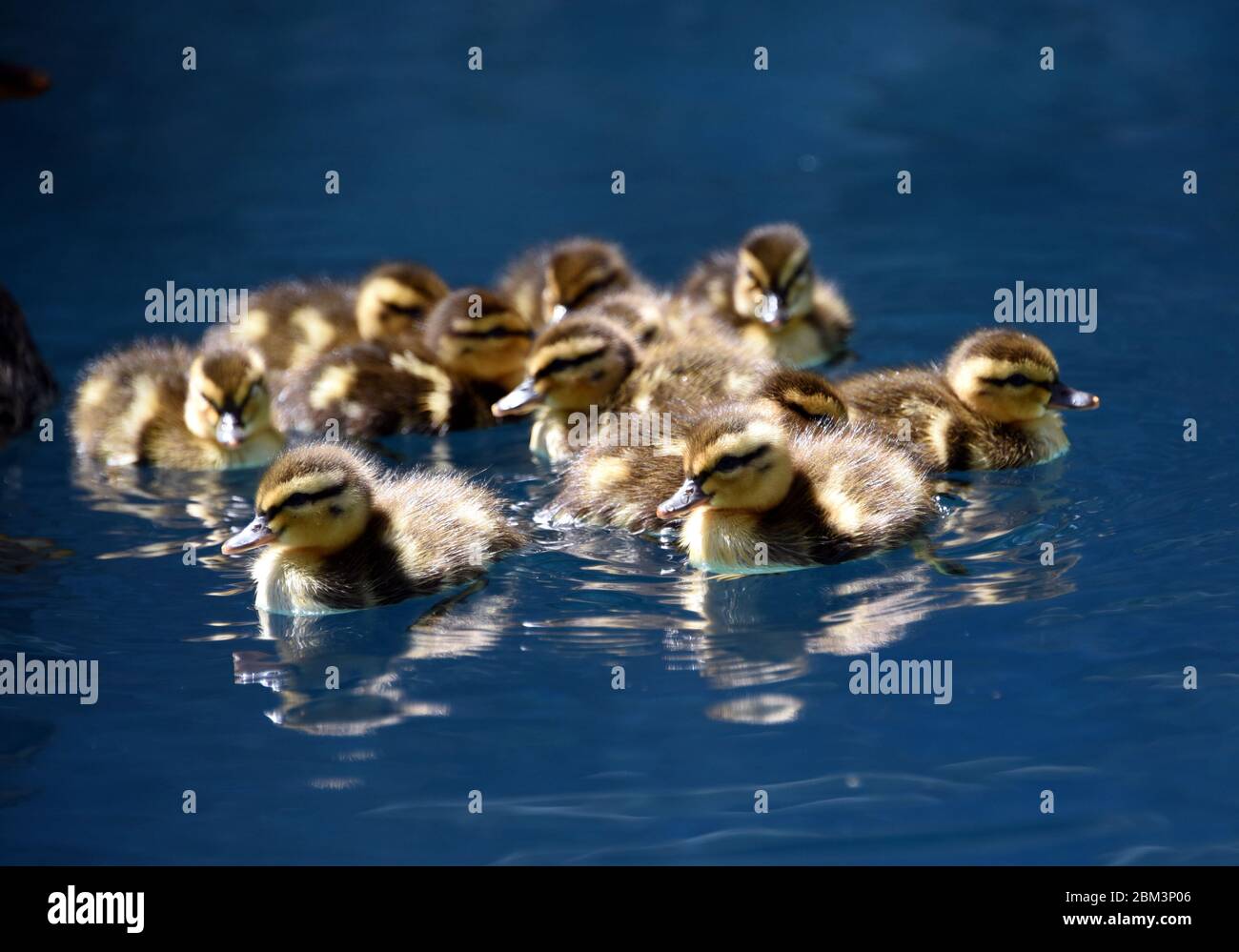 Mama duck hi-res stock photography and images - Alamy