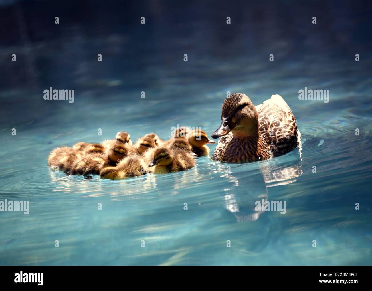 Mama Duck High Resolution Stock Photography and Images - Alamy