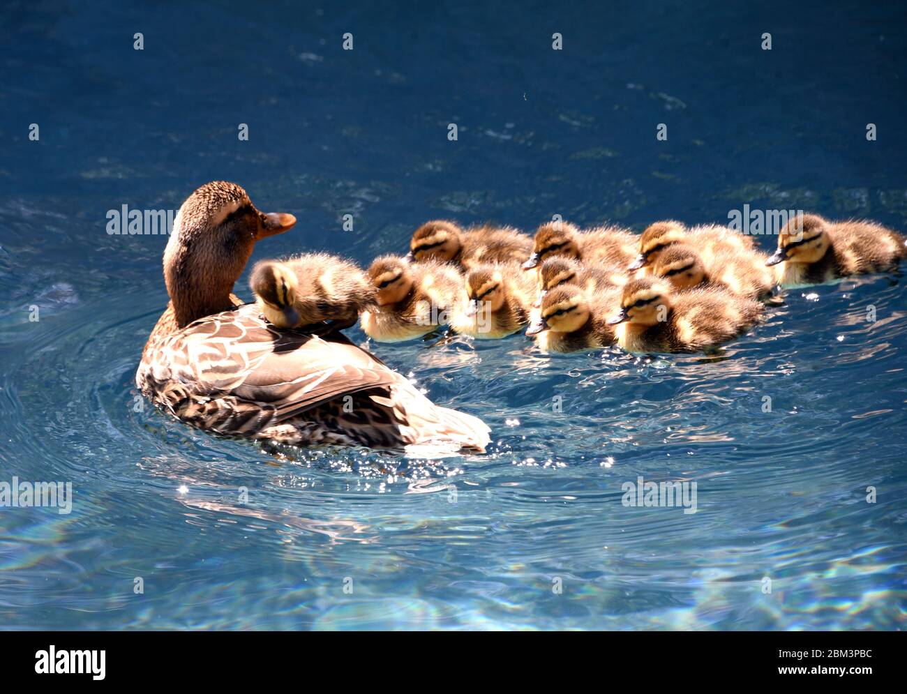 Mama duck hi-res stock photography and images - Alamy