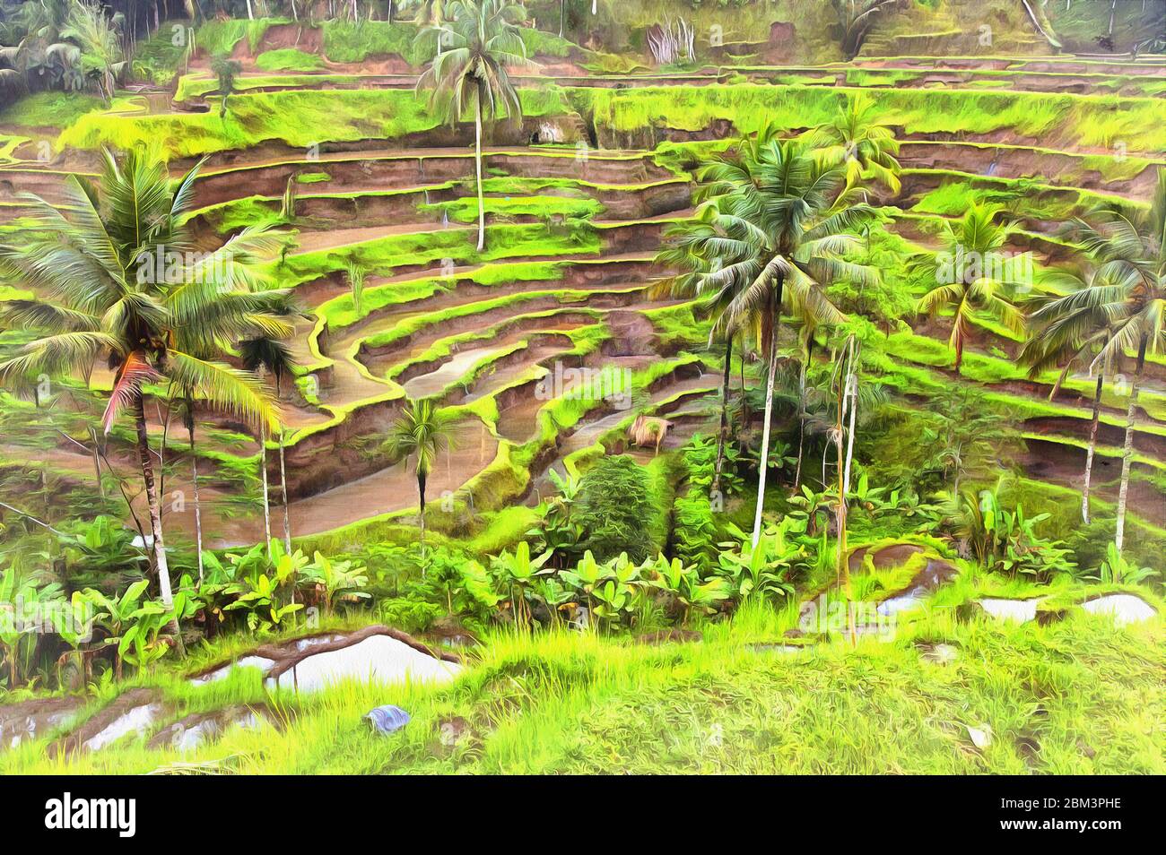 Rice field terrace agriculture colorful painting looks like picture ...