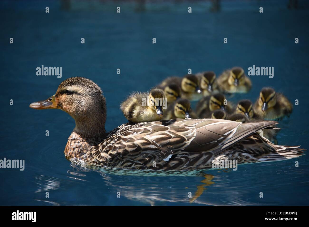 Mama and baby ducks hi-res stock photography and images - Alamy