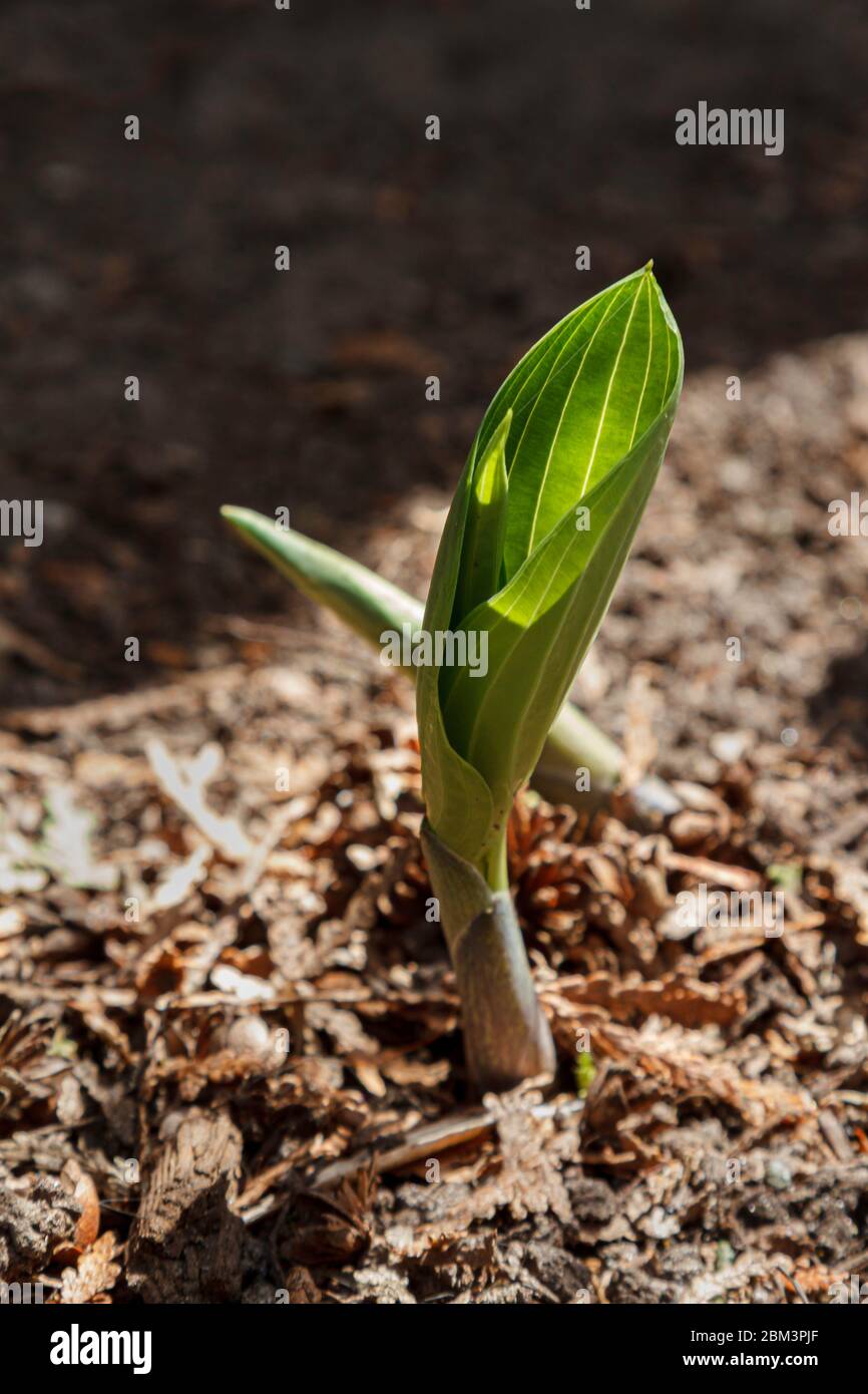 Hostas pushing up through the soil in the Spring Stock Photo - Alamy
