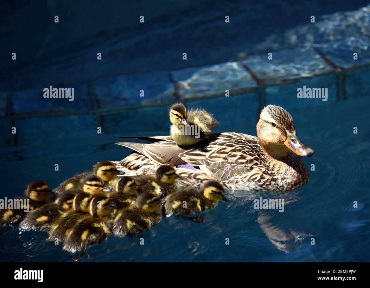 Mama duck hi-res stock photography and images - Alamy