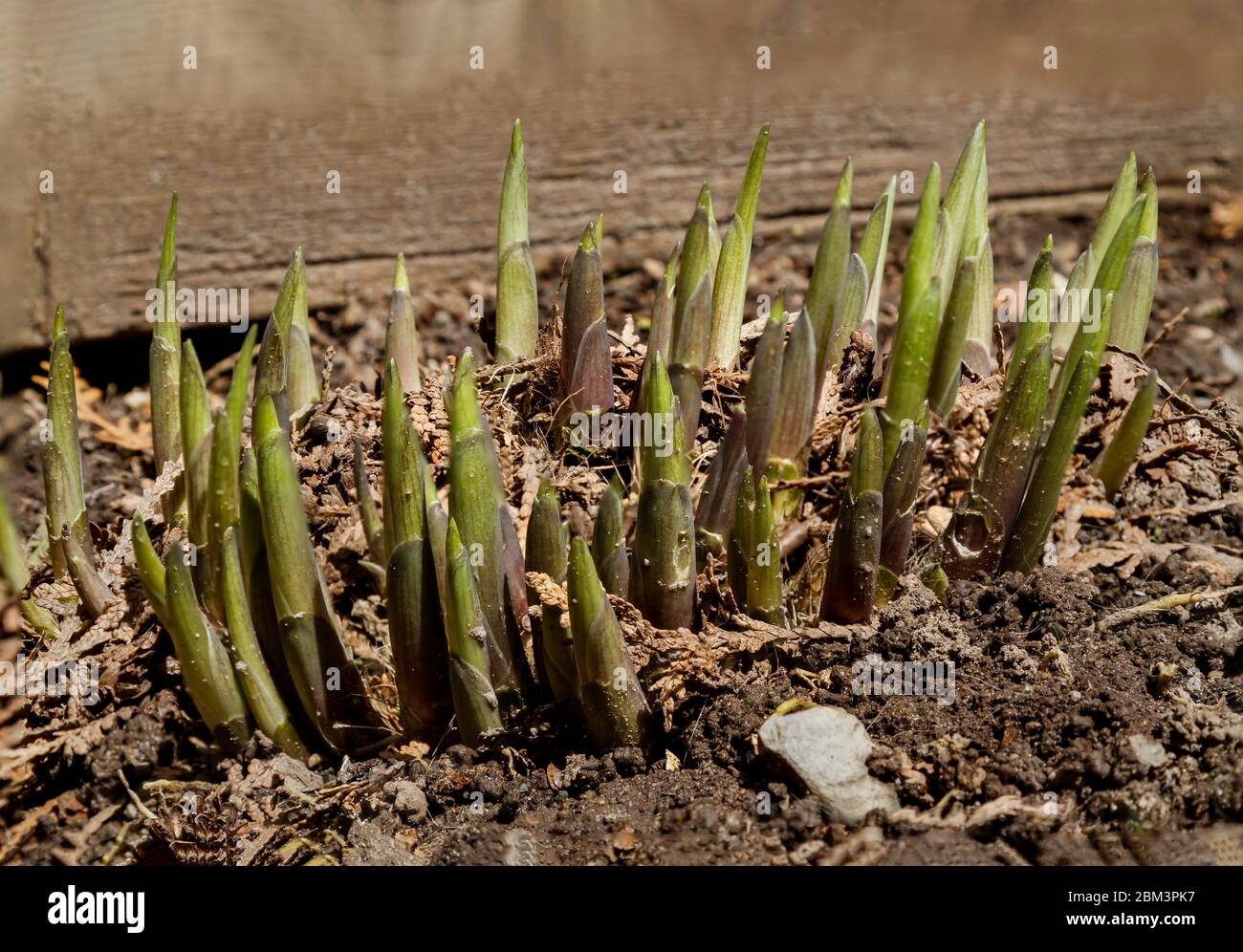 Pushing up through the soil hi-res stock photography and images - Alamy