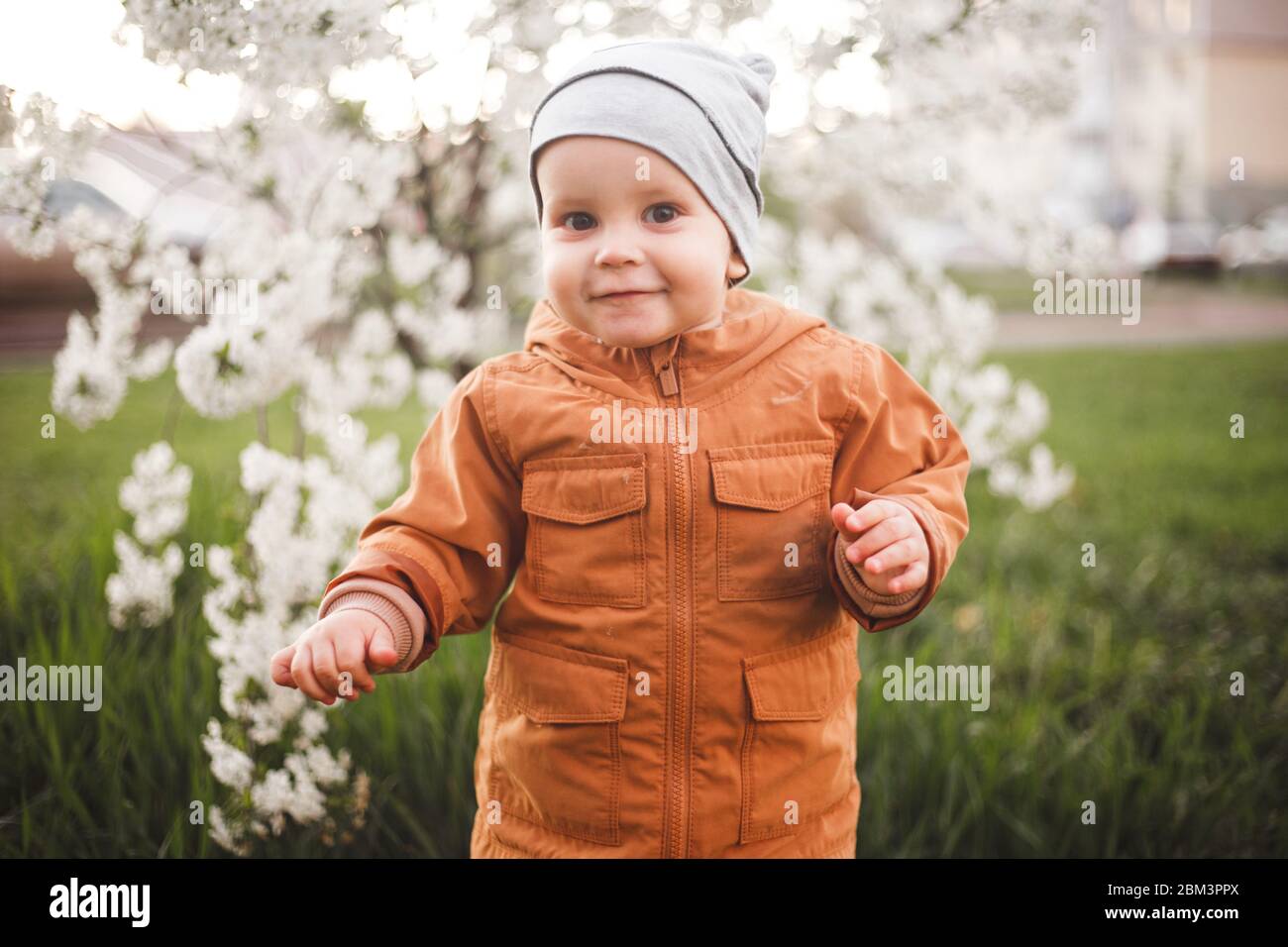 A boy walks in the garden with flowering trees. Spring breath Stock ...