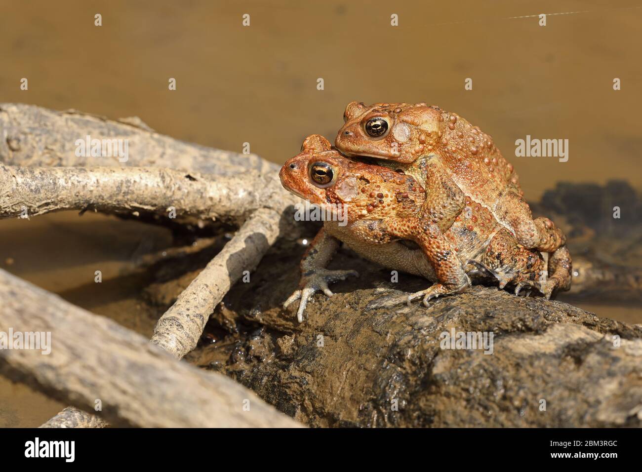 Toads mating in water hi-res stock photography and images - Alamy