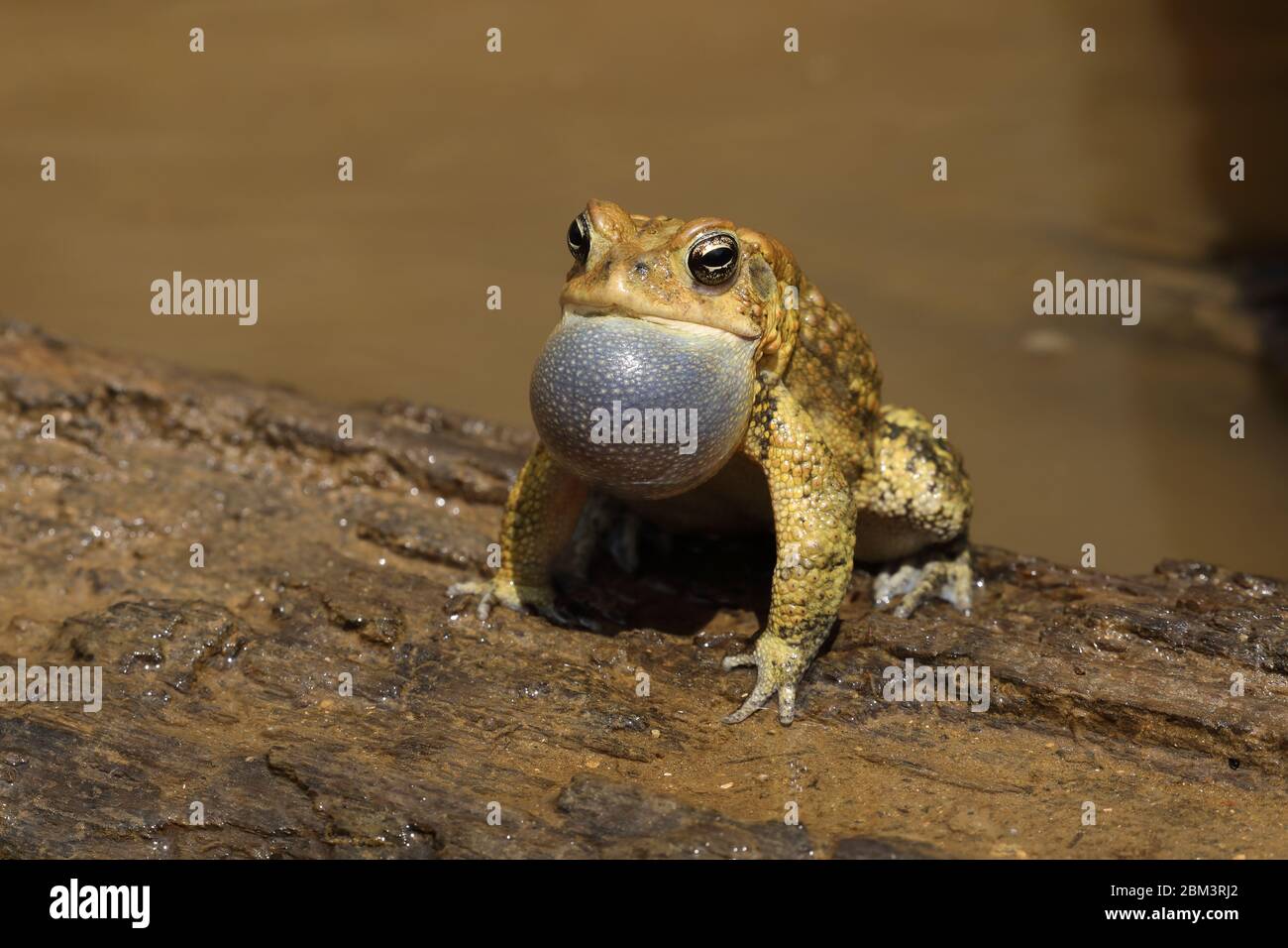 American toad (Anaxyrus americanus), male calling to attract female ...