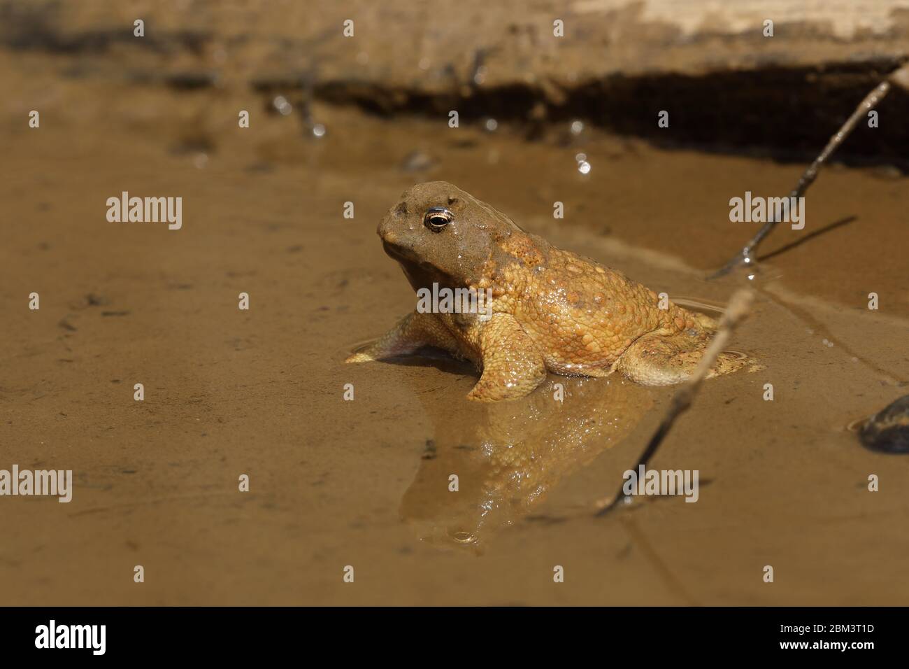 American toad (Anaxyrus americanus), male with head covered in mud ...
