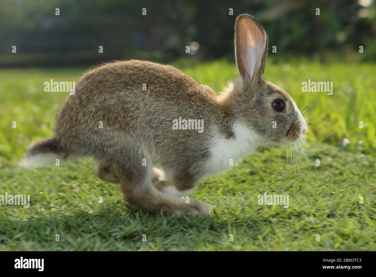 Many little rabbits on green hi-res stock photography and images - Alamy