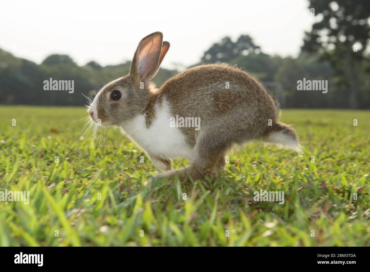 A cute beautiful brown-white rabbit playing in the garden Stock Photo ...