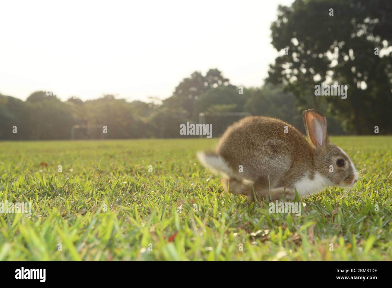 Cute adorable white and brown rabbit on garden with green grass Stock ...