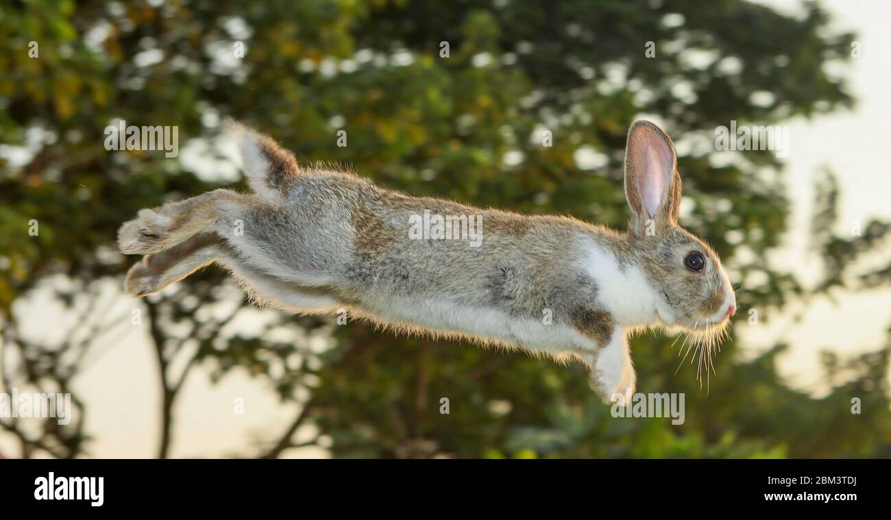 Stunning cute brown-white rabbit leaping jumping hopping in the garden ...