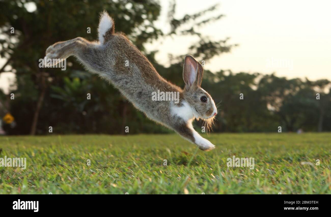 Little cute rabbit bunny running on the field in summer Stock Photo - Alamy