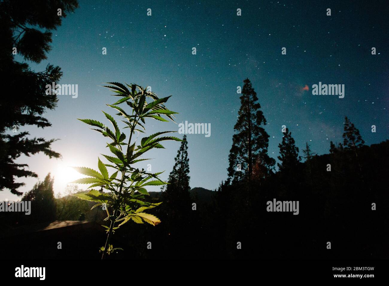 Mmj hi-res stock photography and images - Alamy