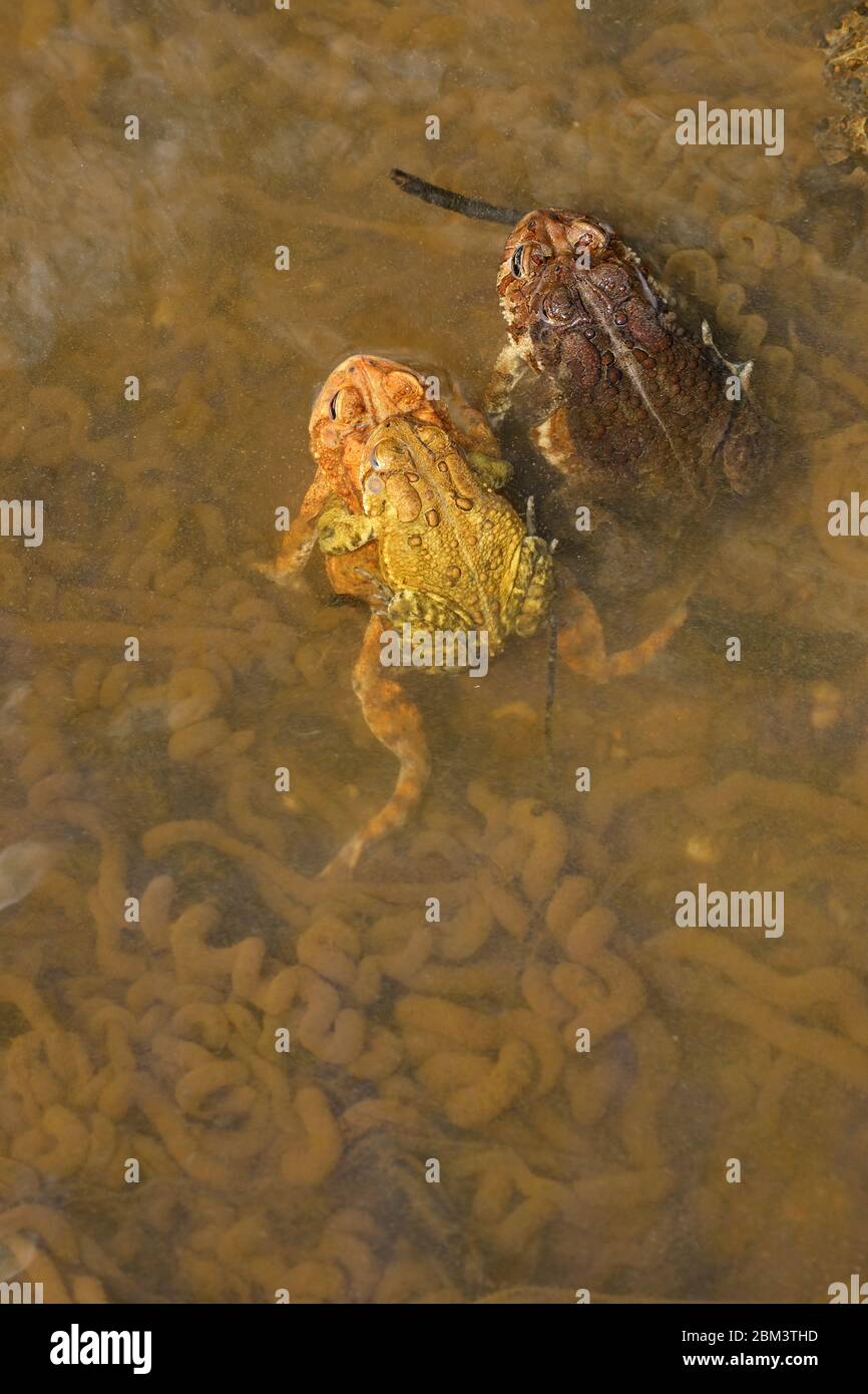 American toad (Anaxyrus americanus), pairs in amplexus, females laying ...