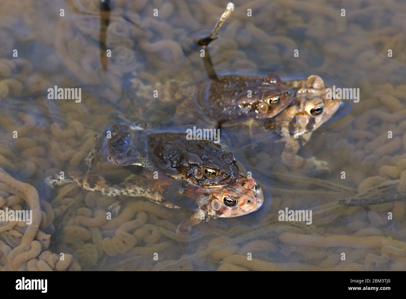 American toad (Anaxyrus americanus), pairs in amplexus, females laying ...