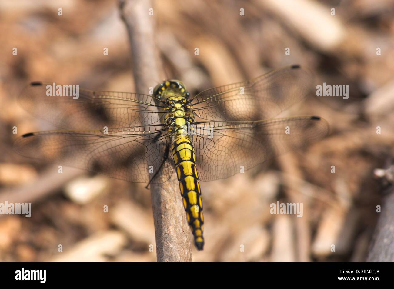 Close-up of an insect of the type Trithemis aurora, the crimson marsh ...