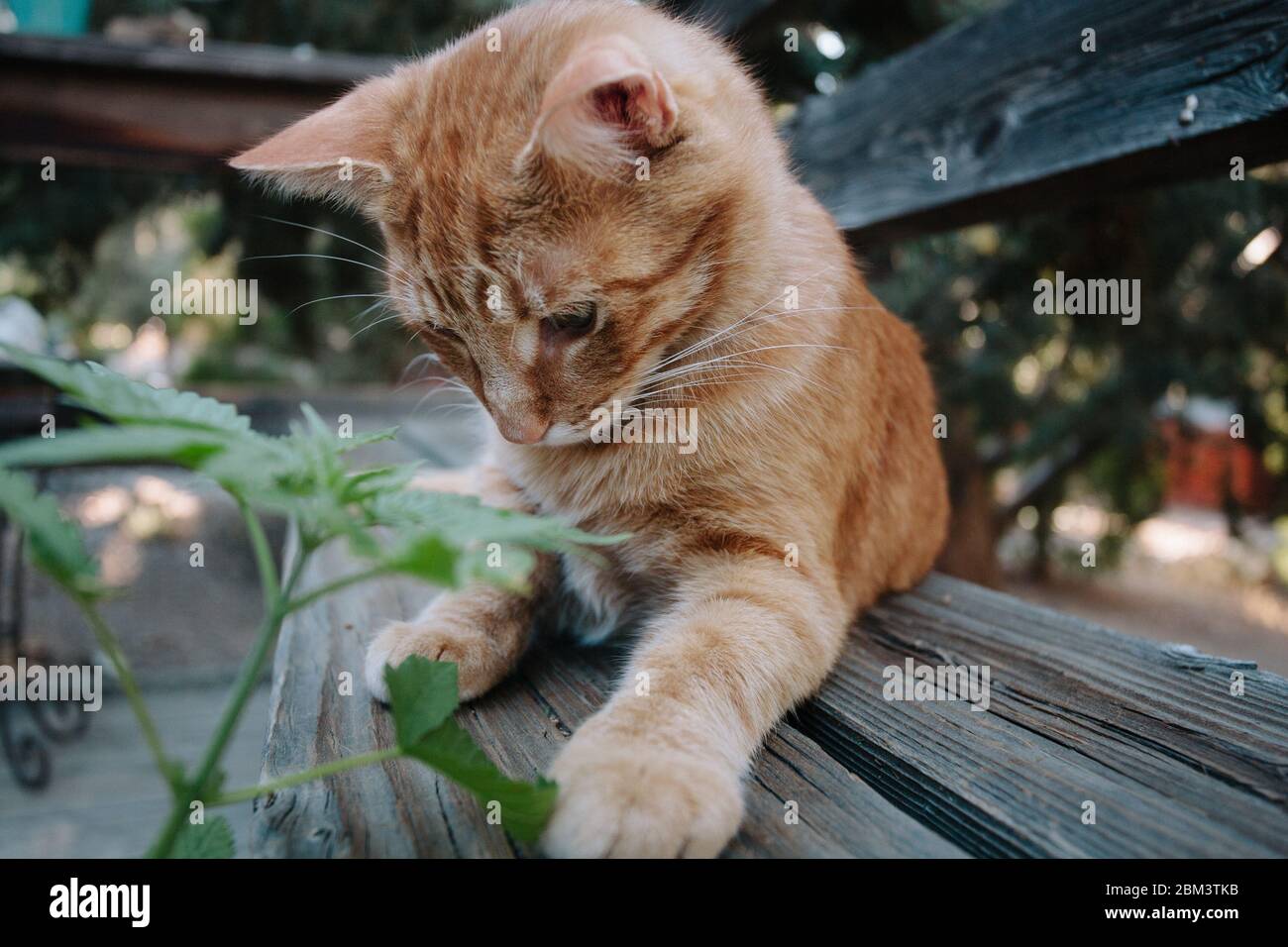 Orange Cat with Cannabis Plants Stock Photo - Alamy