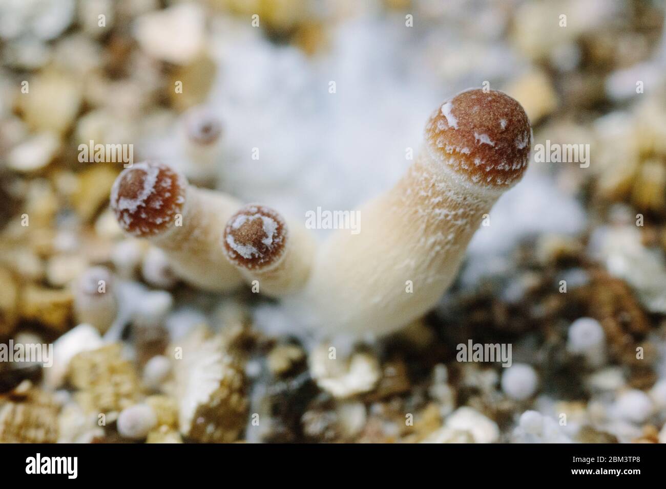 Alcanbezi Mushroom Pins Stock Photo - Alamy Alcanbezi Mushroom Pins Stock Photo - Alamy
