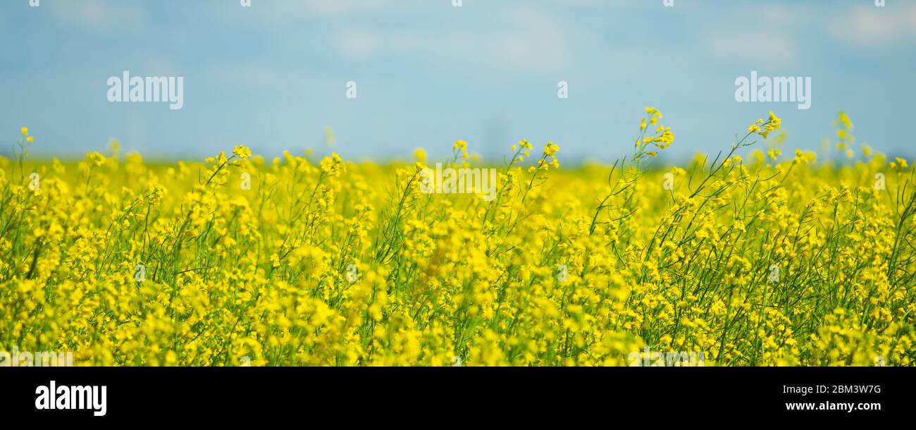 Oilseed rapeseed hi-res stock photography and images - Alamy