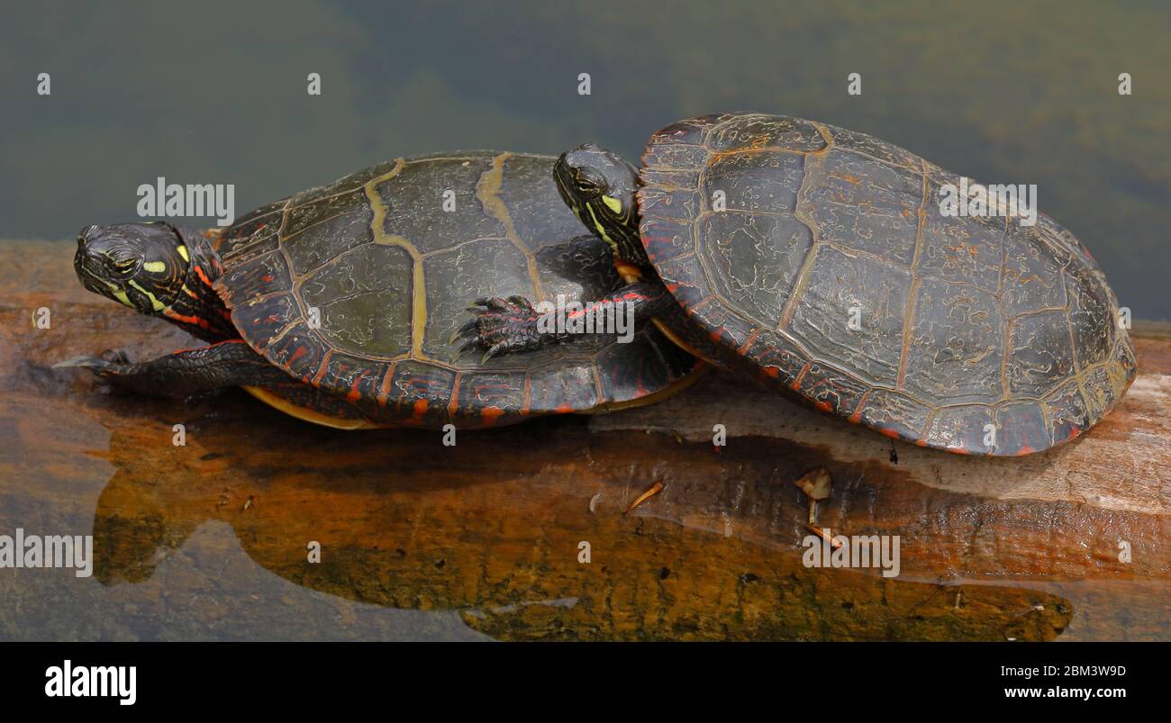 painted turtles (Chrysemys picta), basking, Maryland Stock Photo - Alamy